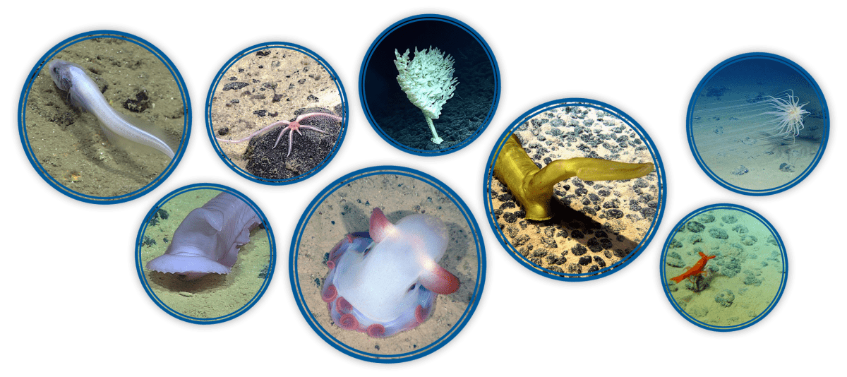 Scientific Engagement - Impossible Metals